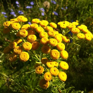 Noxious Weeds in the Columbia-Shuswap - Columbia Shuswap Invasive ...
